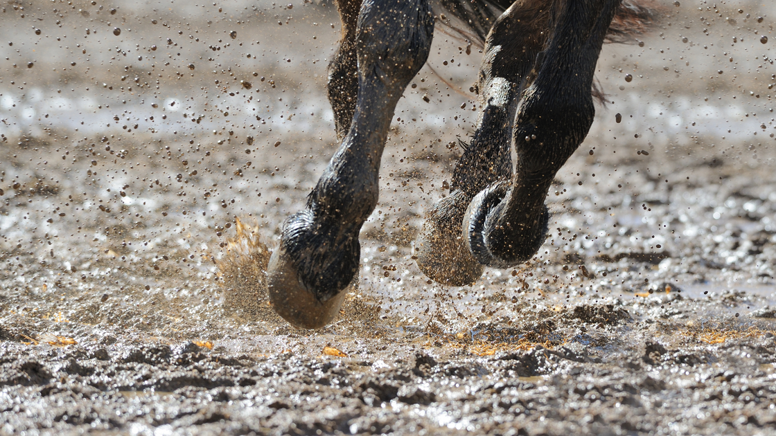 Mud Fever in Horses: What You Need to Know! – Equine America
